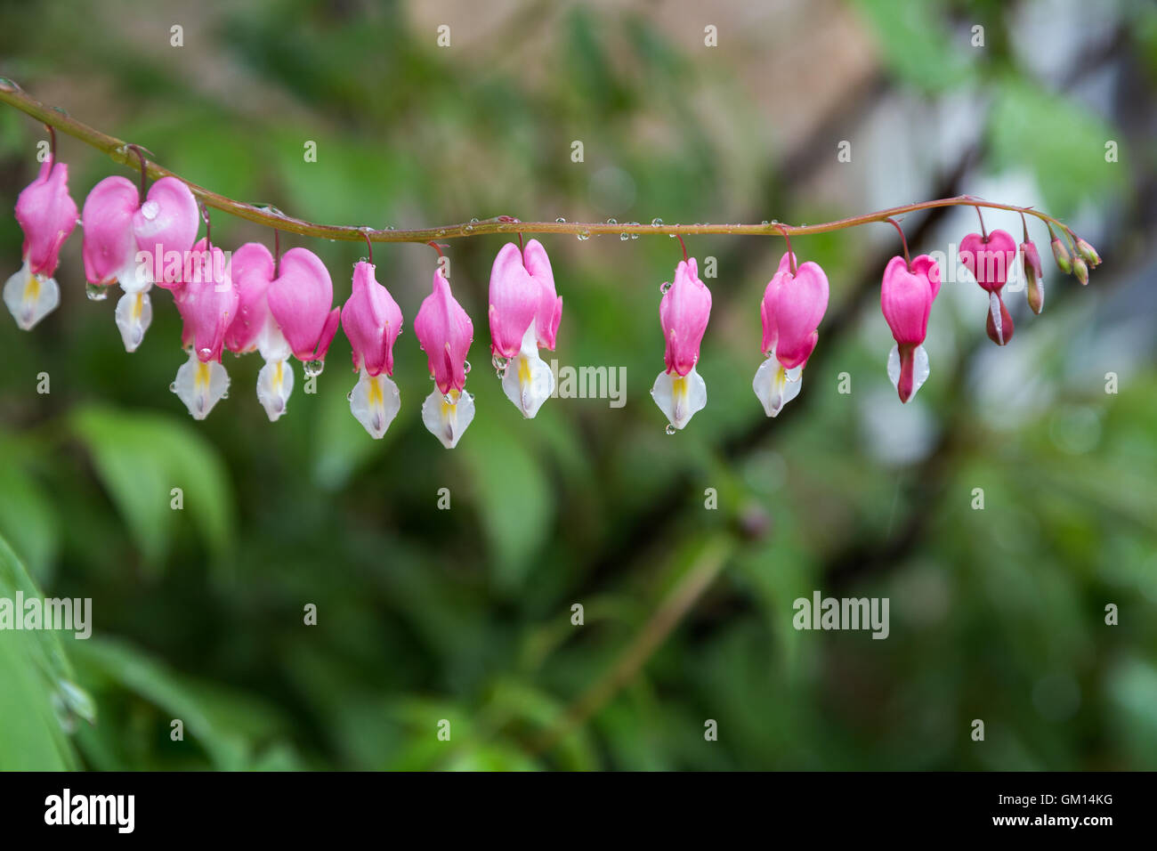 Asian bleeding heart flower hi-res stock photography and images - Alamy