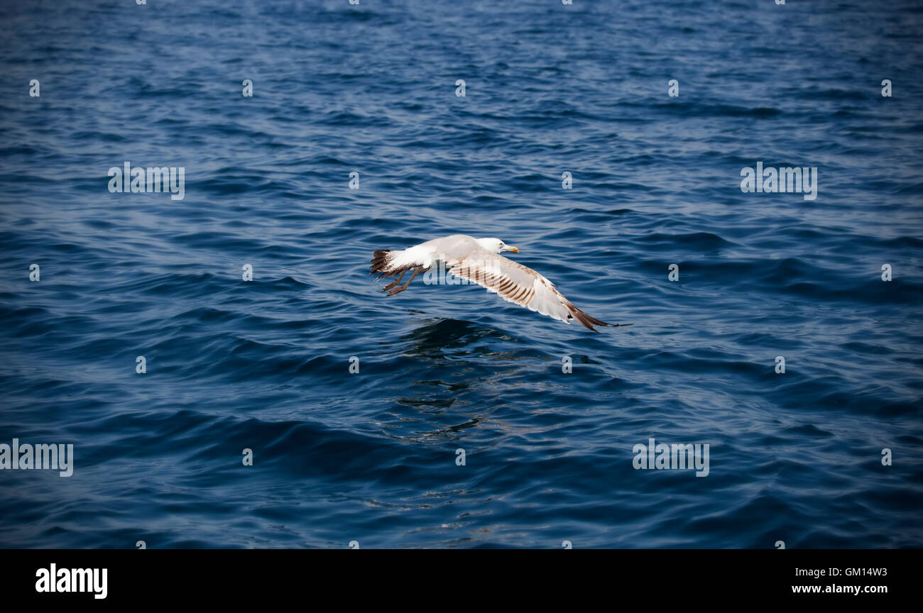 Photo of seagull flying over the sea Stock Photo - Alamy