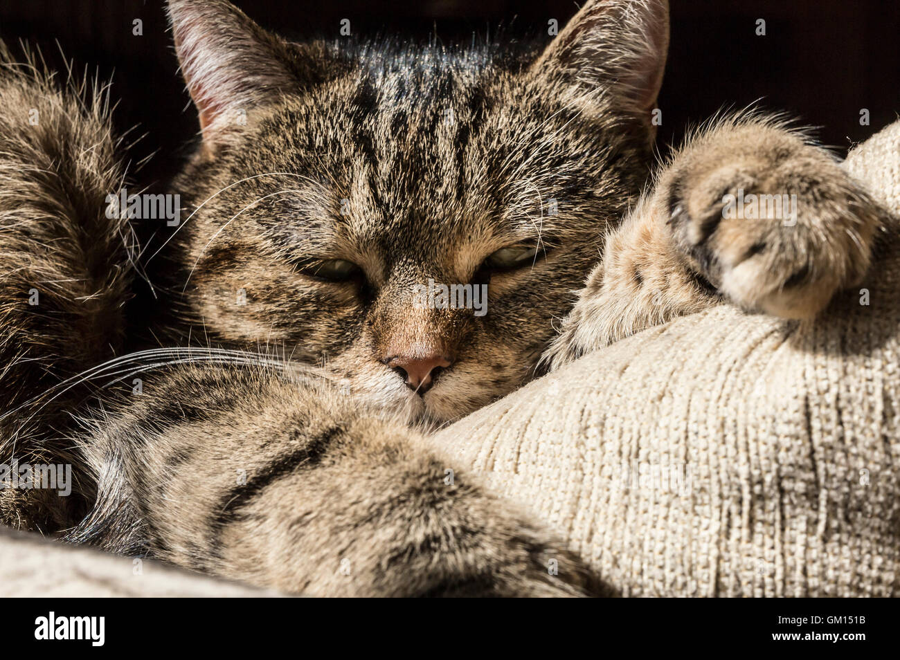 Awakening cat hi-res stock photography and images - Alamy