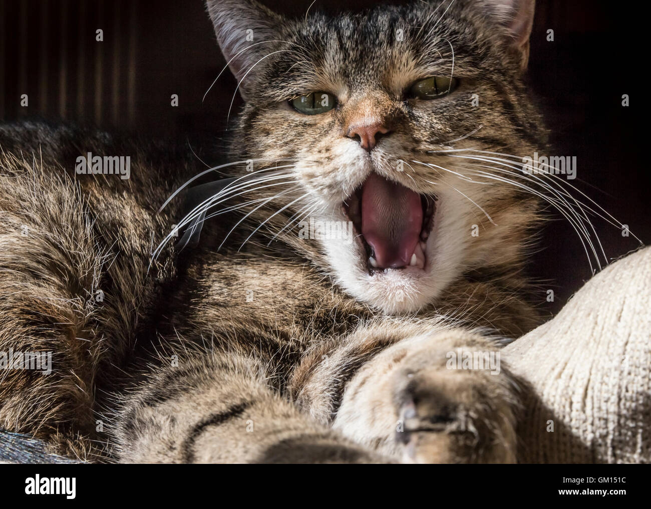 Awakening cat hi-res stock photography and images - Alamy