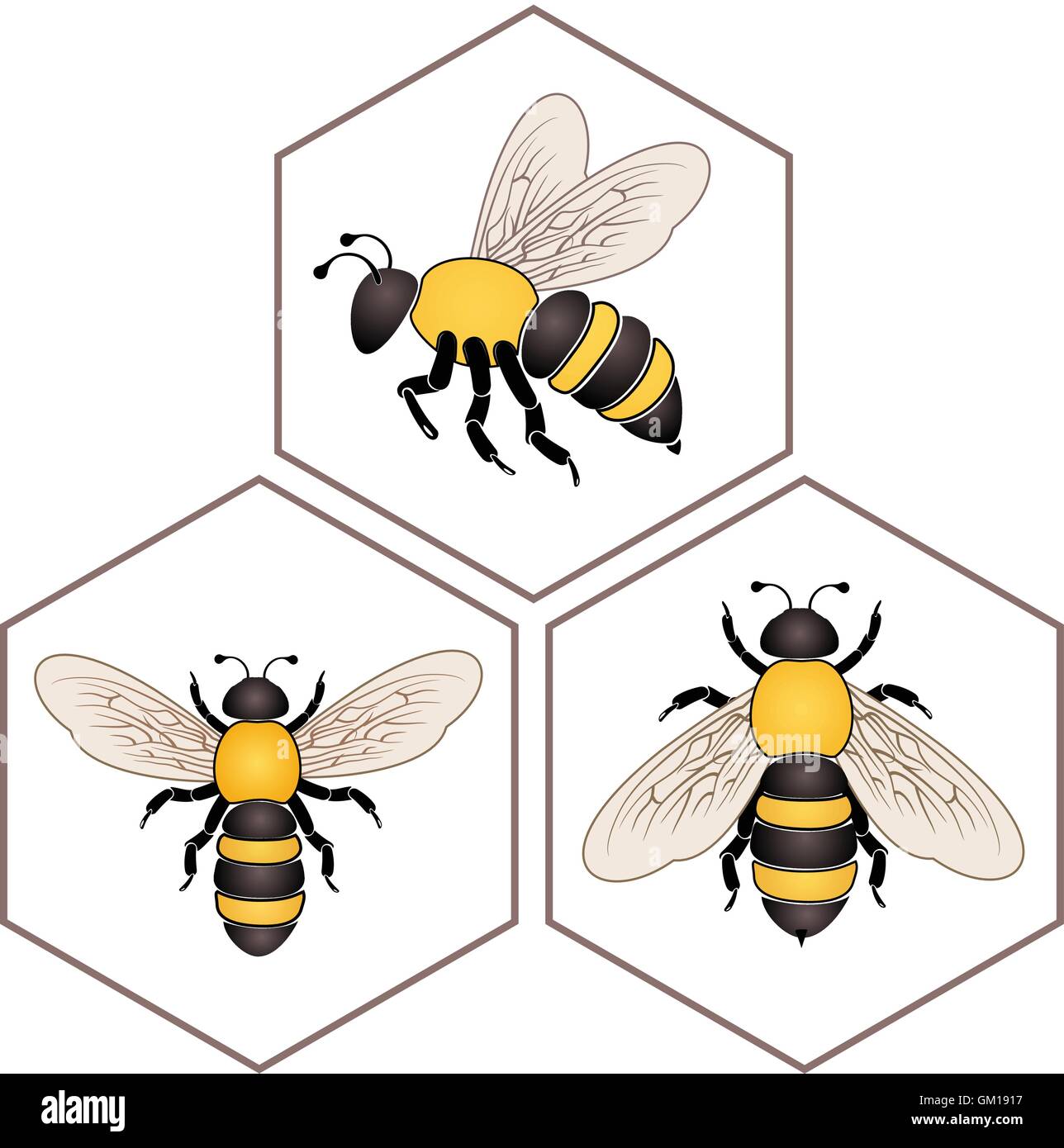 Bee pollen wax Stock Vector Images - Alamy