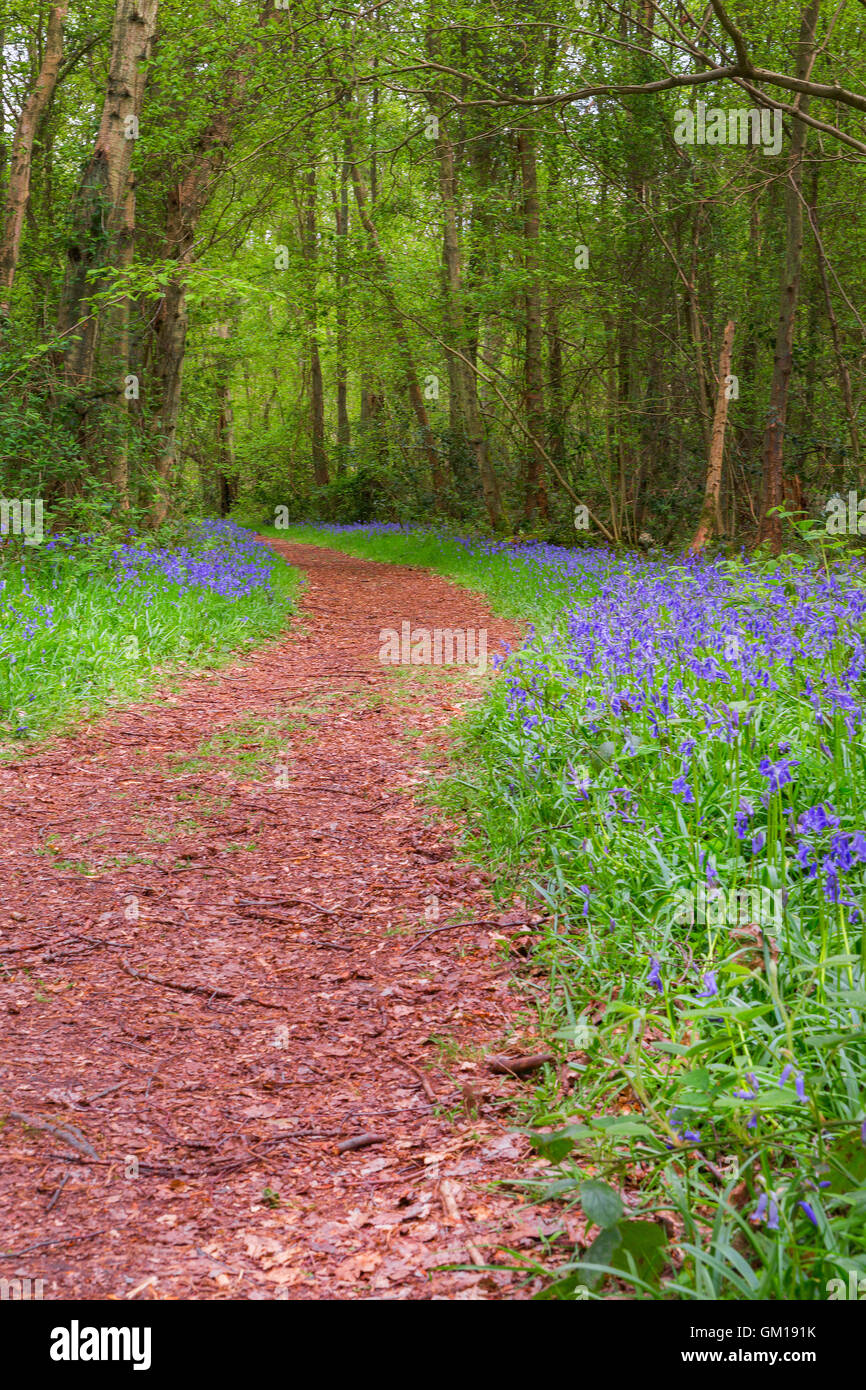 Blue Bell walk Stock Photo - Alamy