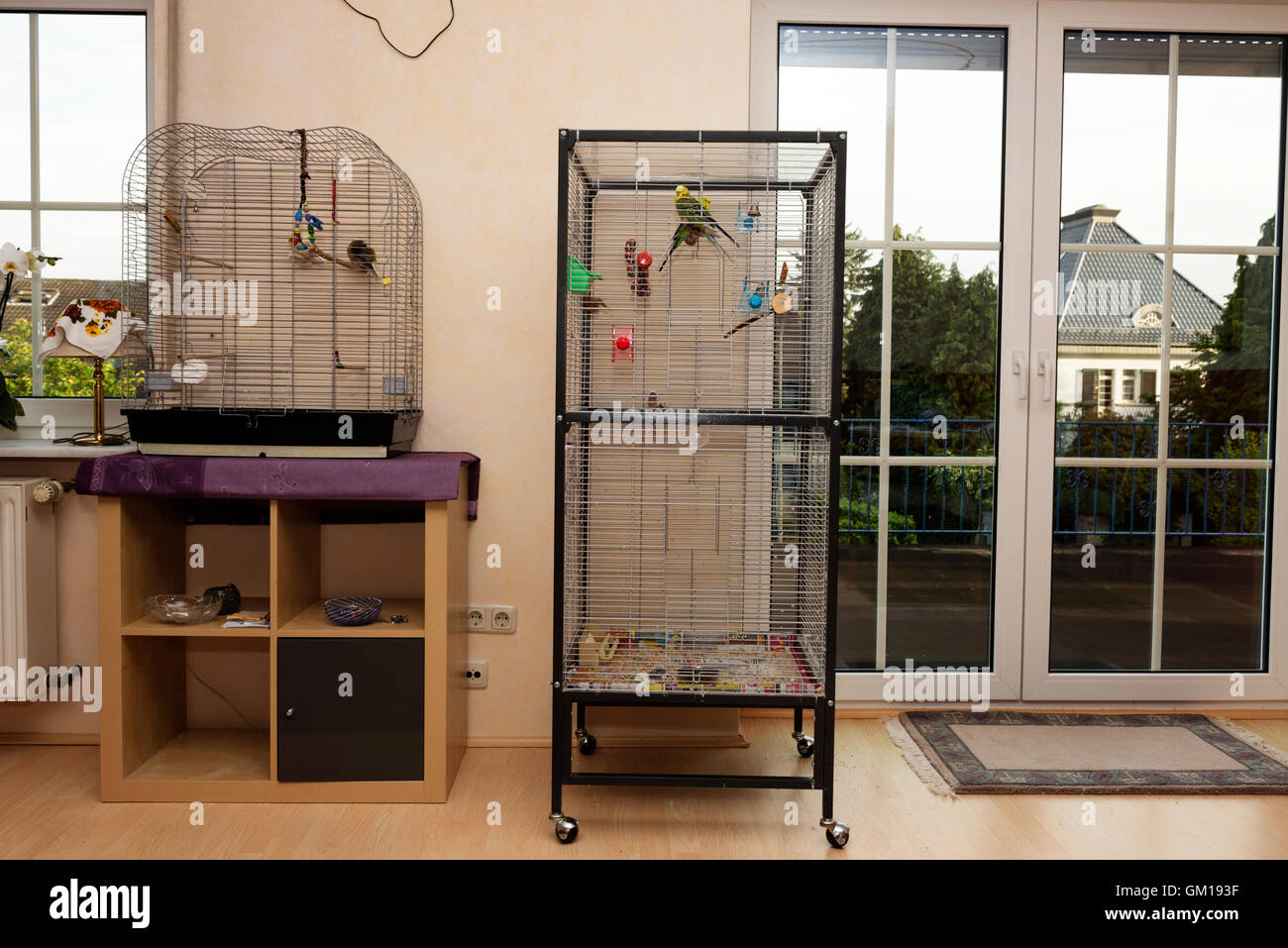 Caged budgerigars in a living room Stock Photo - Alamy