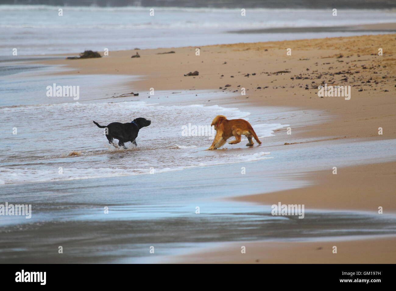 Two dogs playing on beach hi-res stock photography and images - Alamy