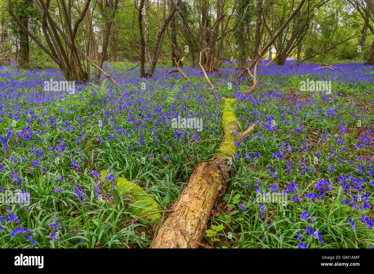 Blue bell season Stock Photo - Alamy