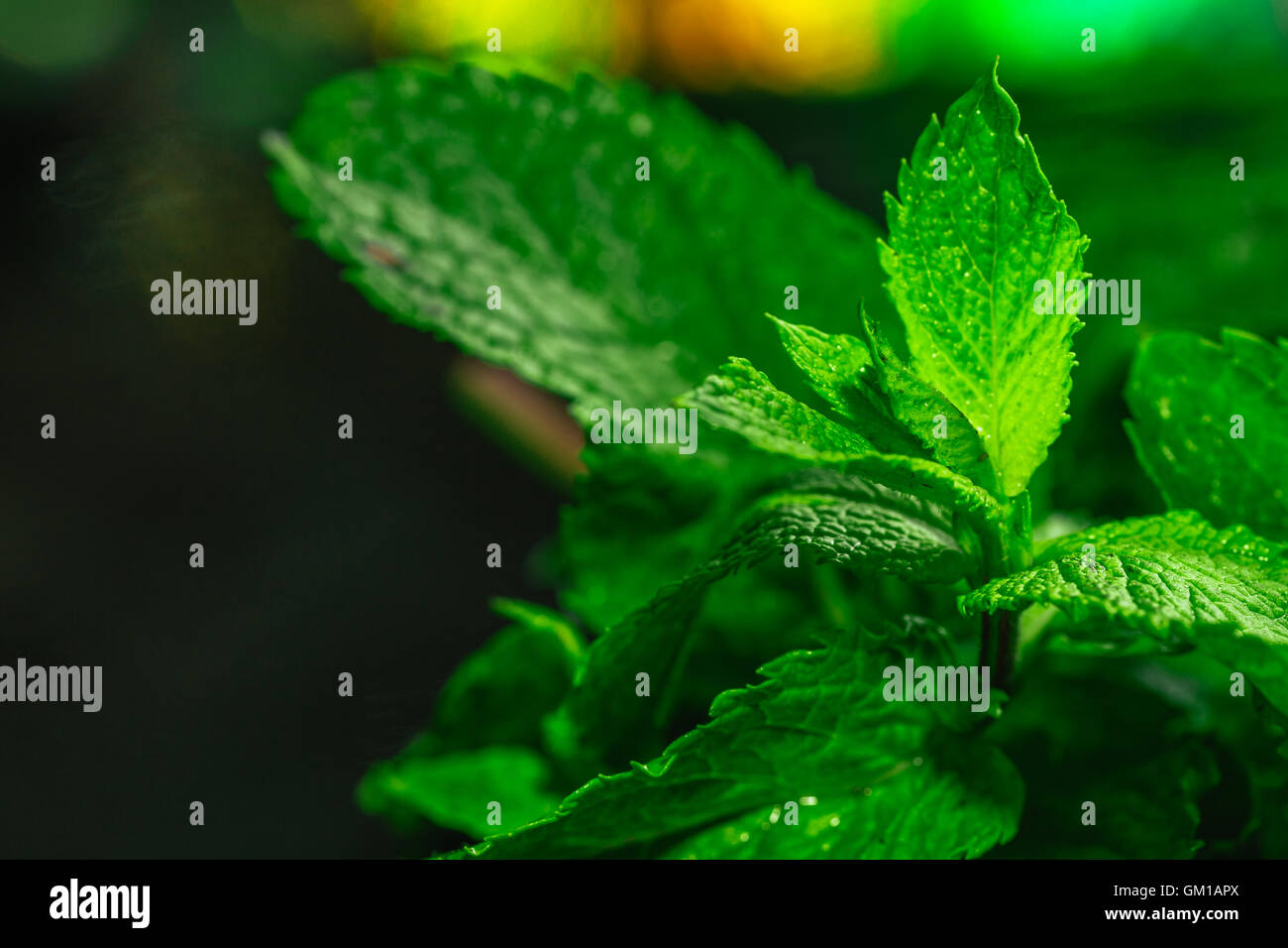 Fresh green mint close-up on a dark green background Stock Photo - Alamy