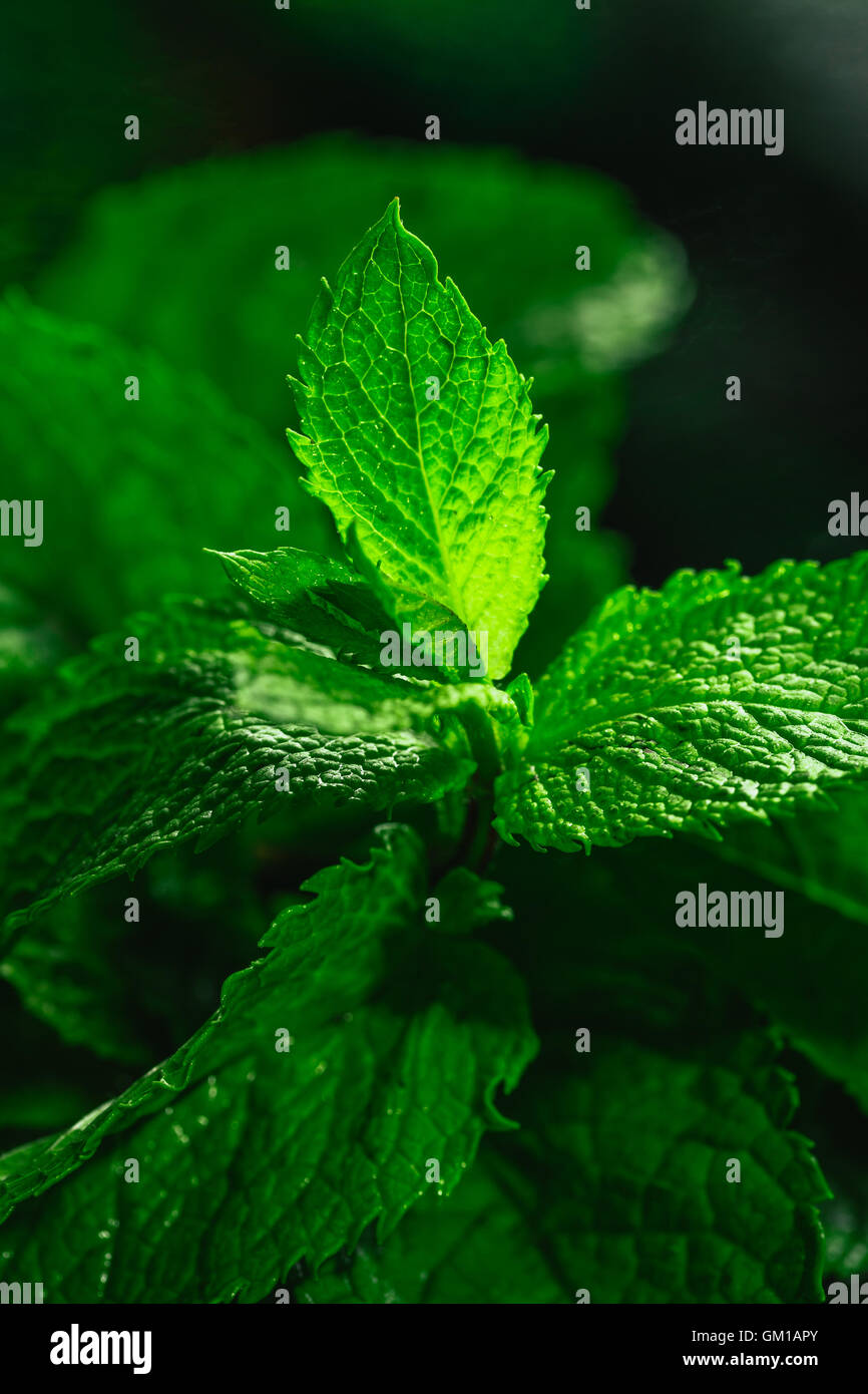 Fresh green mint close-up on a dark green background Stock Photo - Alamy