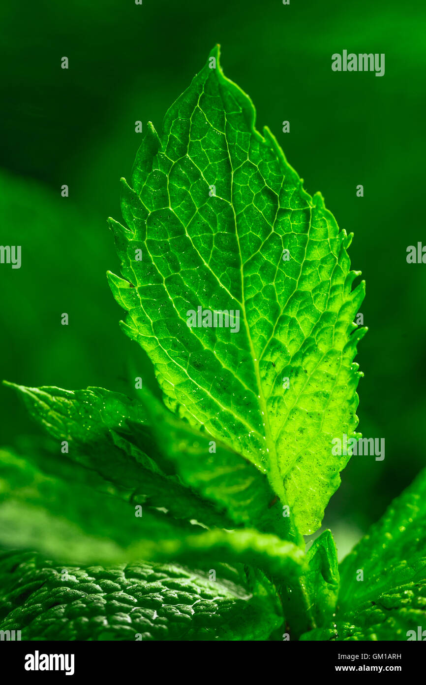 Fresh green mint close-up on a dark green background Stock Photo - Alamy