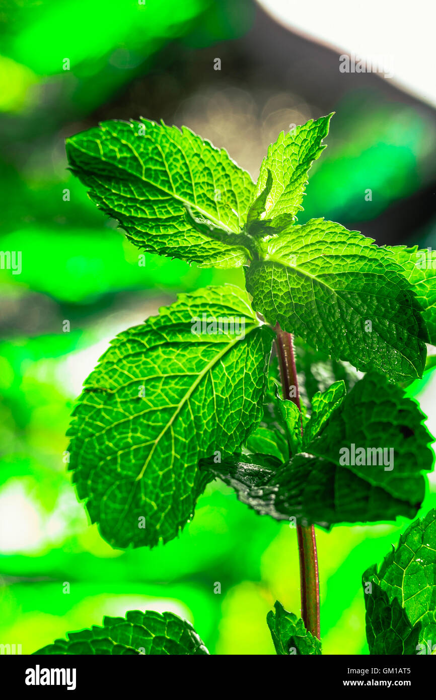 Fresh green mint close-up on a green background Stock Photo - Alamy