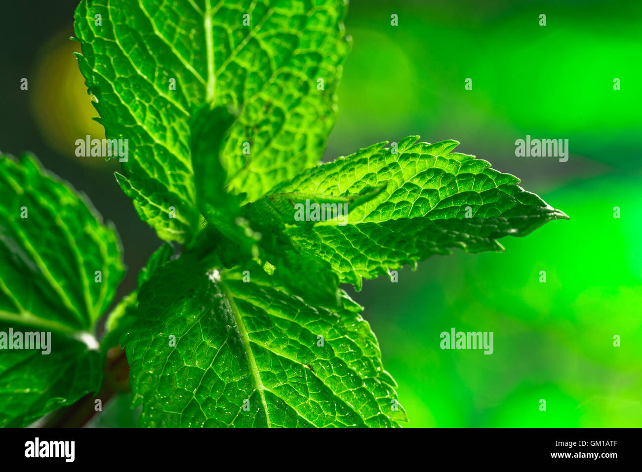 Fresh green mint close-up on a green background Stock Photo - Alamy