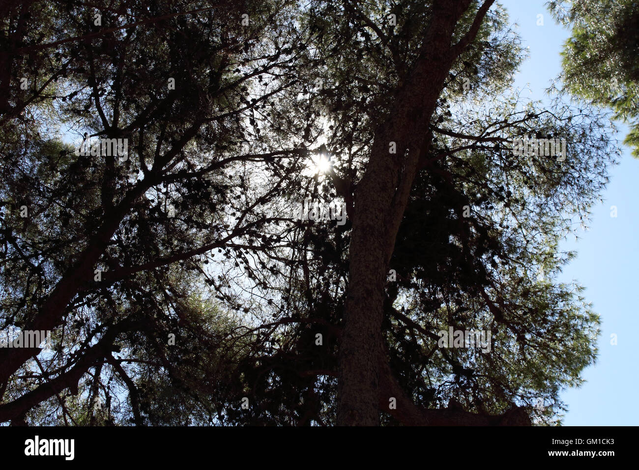 View through pine tree from Hill of Ardettos, Pangrati, Athens, Attica ...