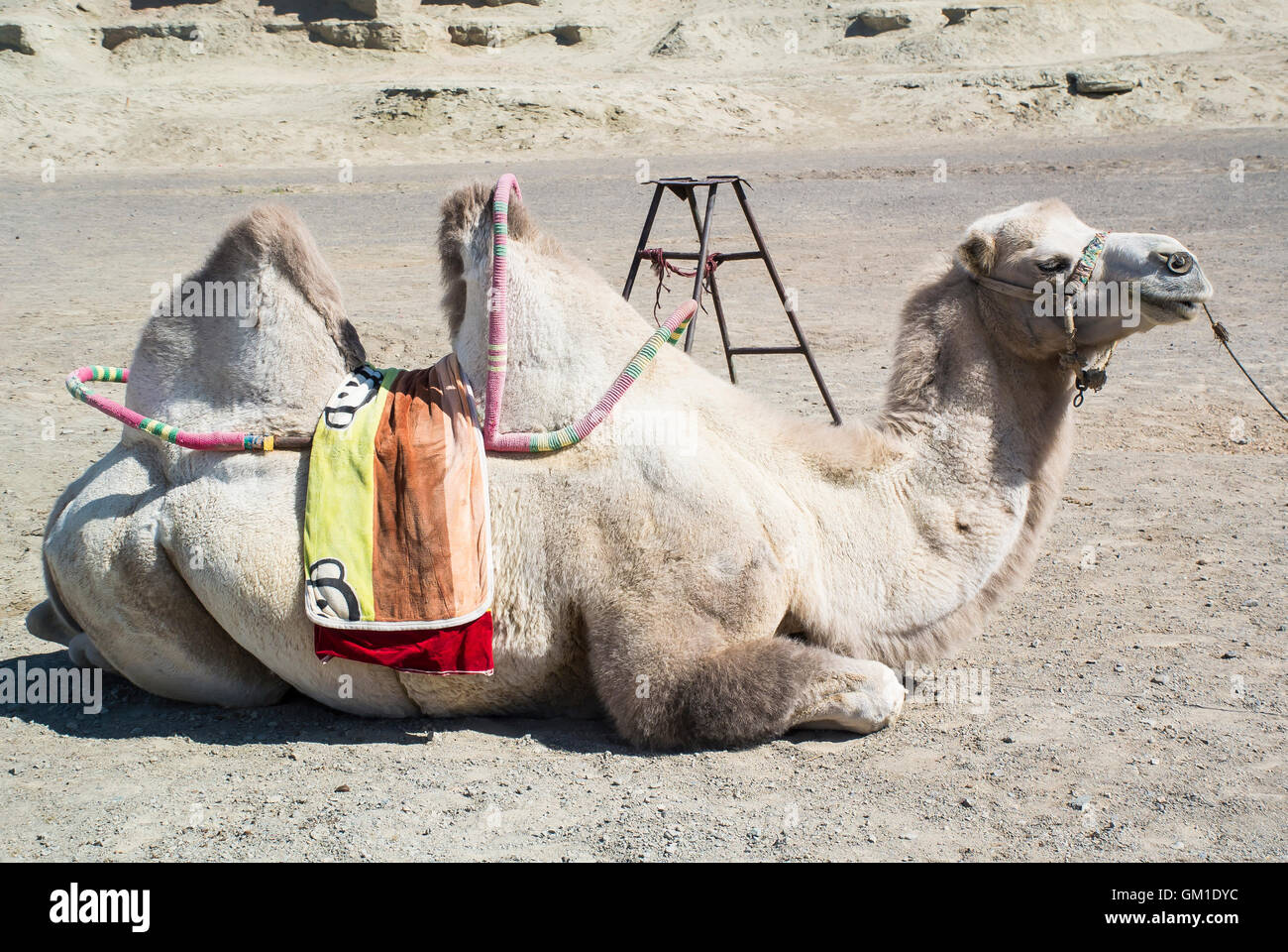 Camel at Rest Stock Photo - Alamy