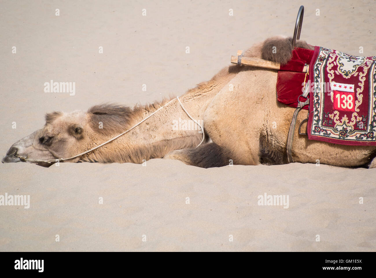 Camel at Rest Stock Photo - Alamy