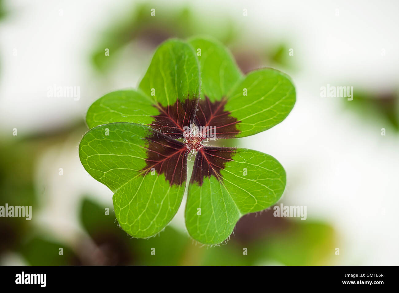 Four leaf clover clover hi-res stock photography and images - Alamy