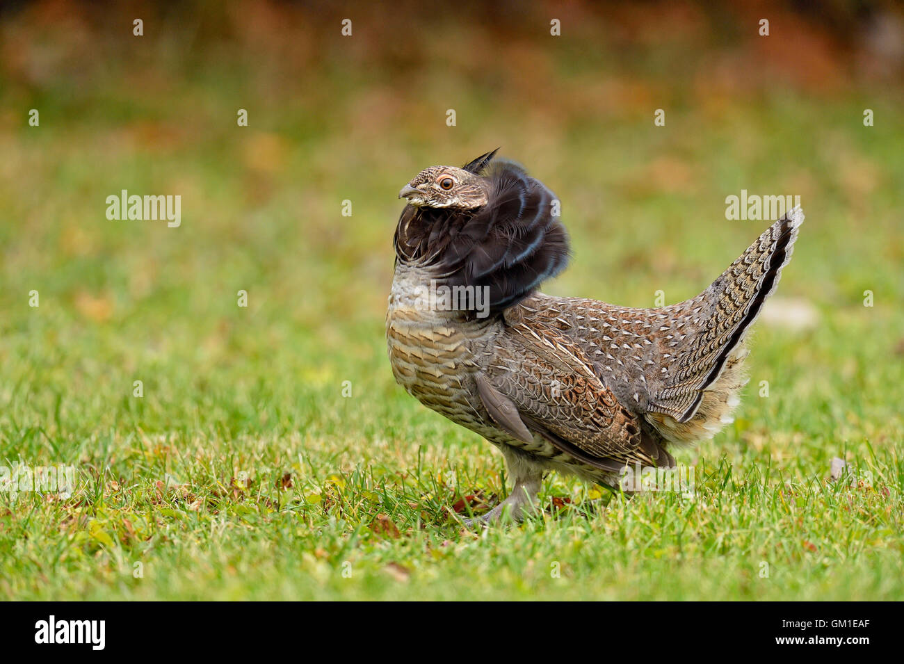 Ruffed grouse (Bonasa umbellus) Male displaying in autumn, Greater ...