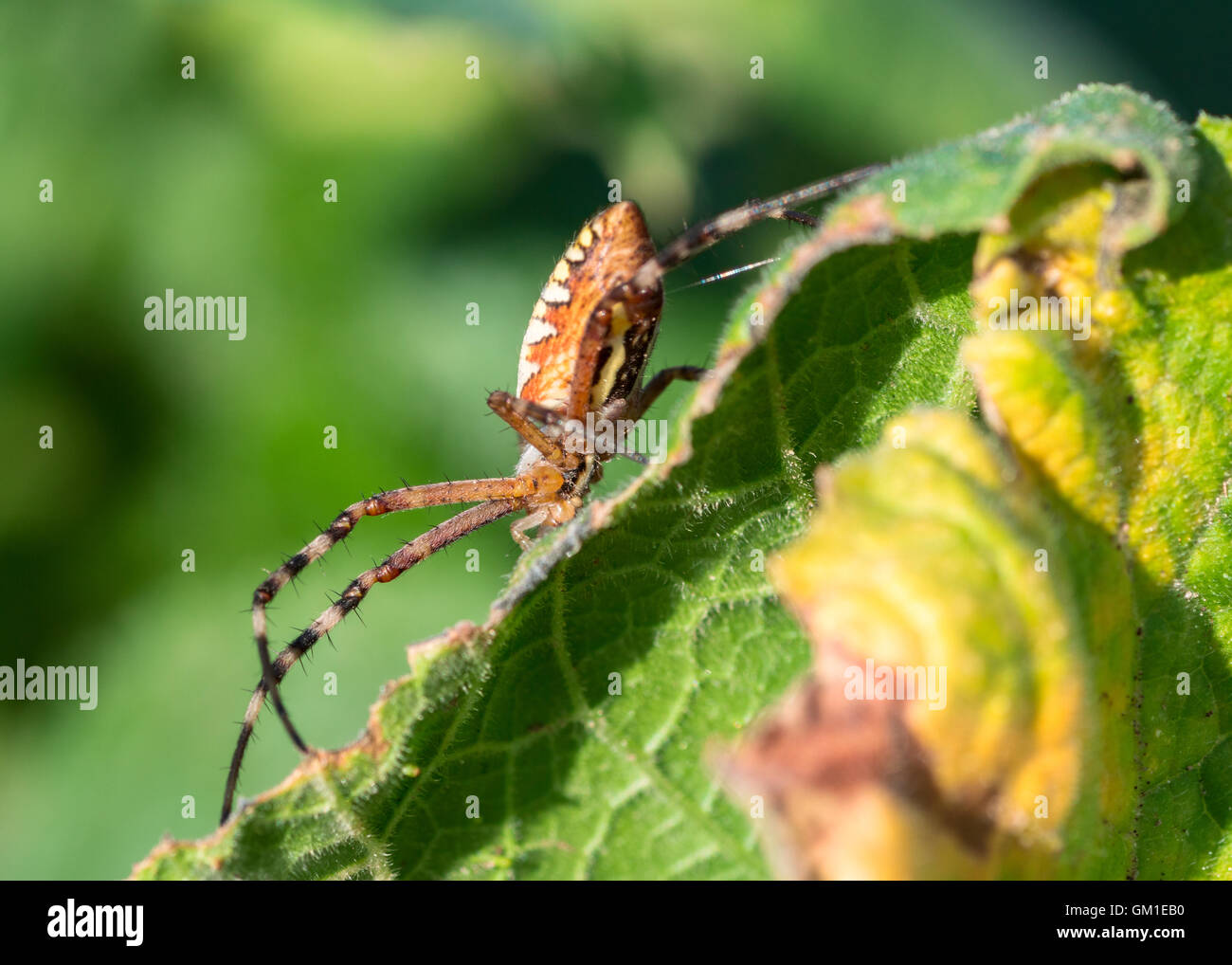 Closeup leaf and spider hi-res stock photography and images - Alamy
