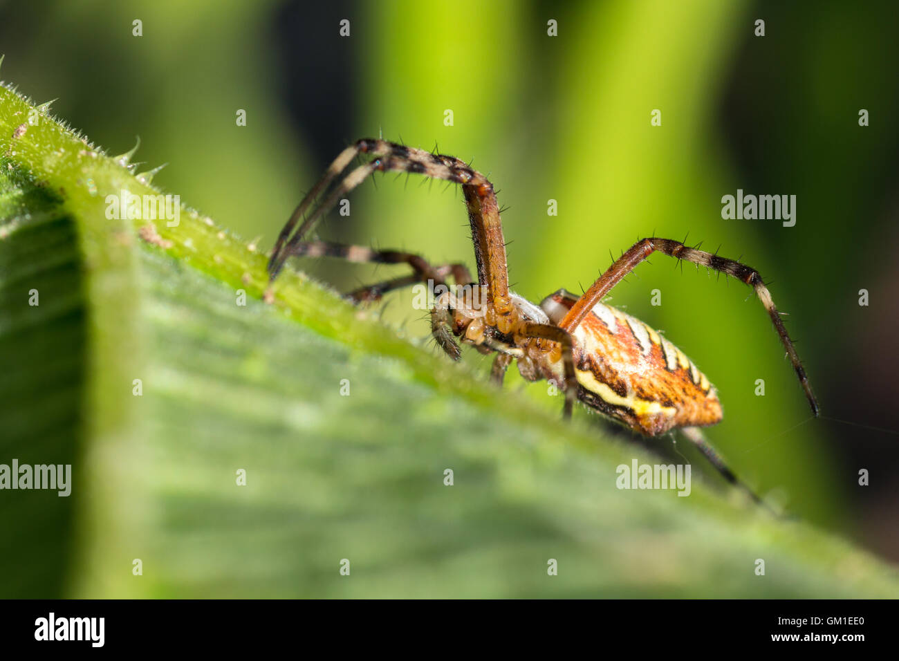 Closeup leaf and spider hi-res stock photography and images - Alamy