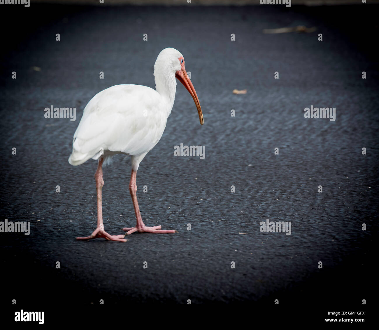 Walking ibis hi-res stock photography and images - Alamy