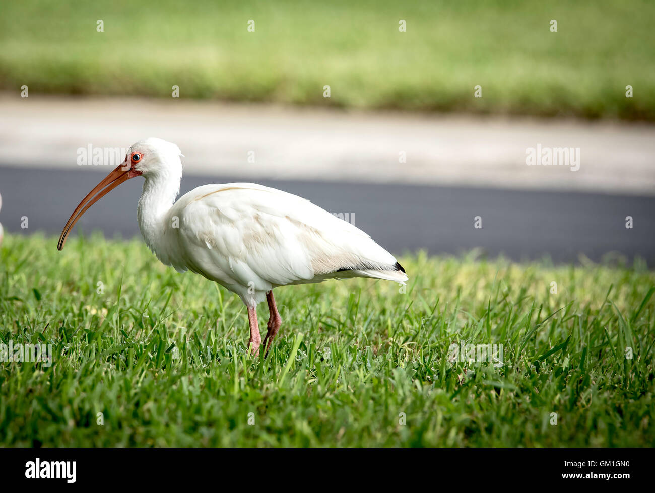 Side view of a White Ibis standing in grass Stock Photo - Alamy