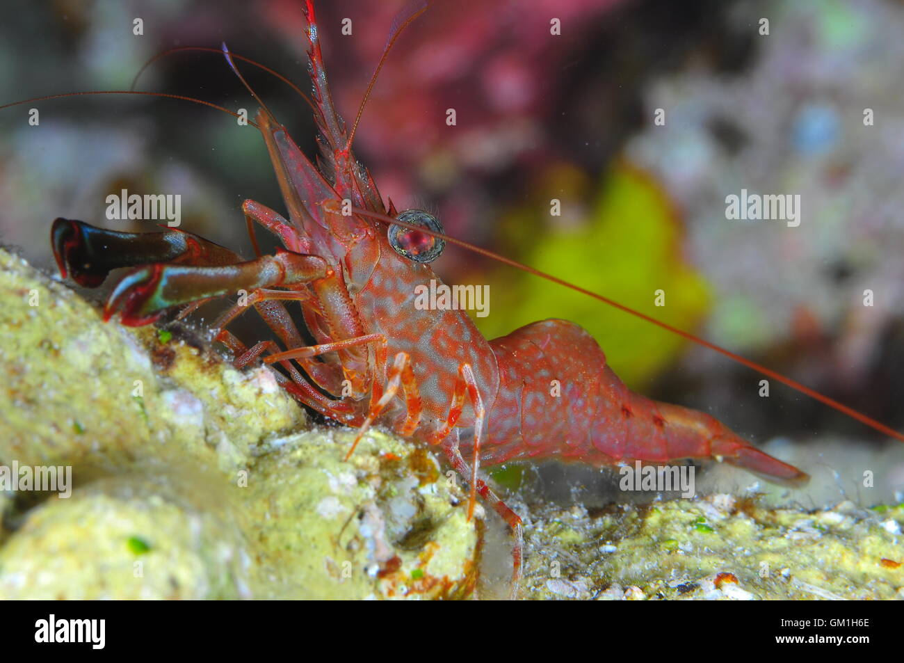 Shrimp alive hi-res stock photography and images - Alamy