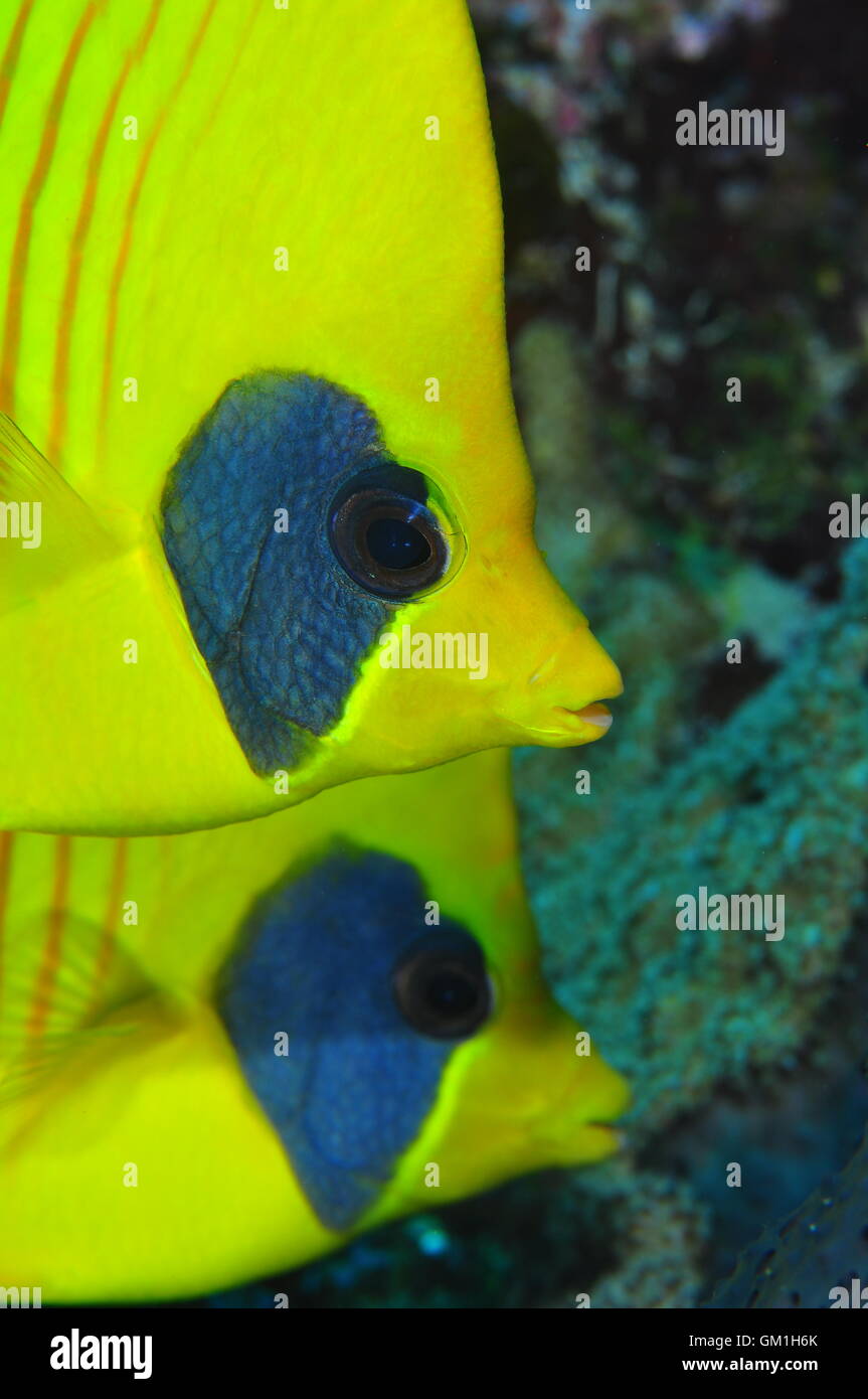 Butterfly fish hi-res stock photography and images - Alamy