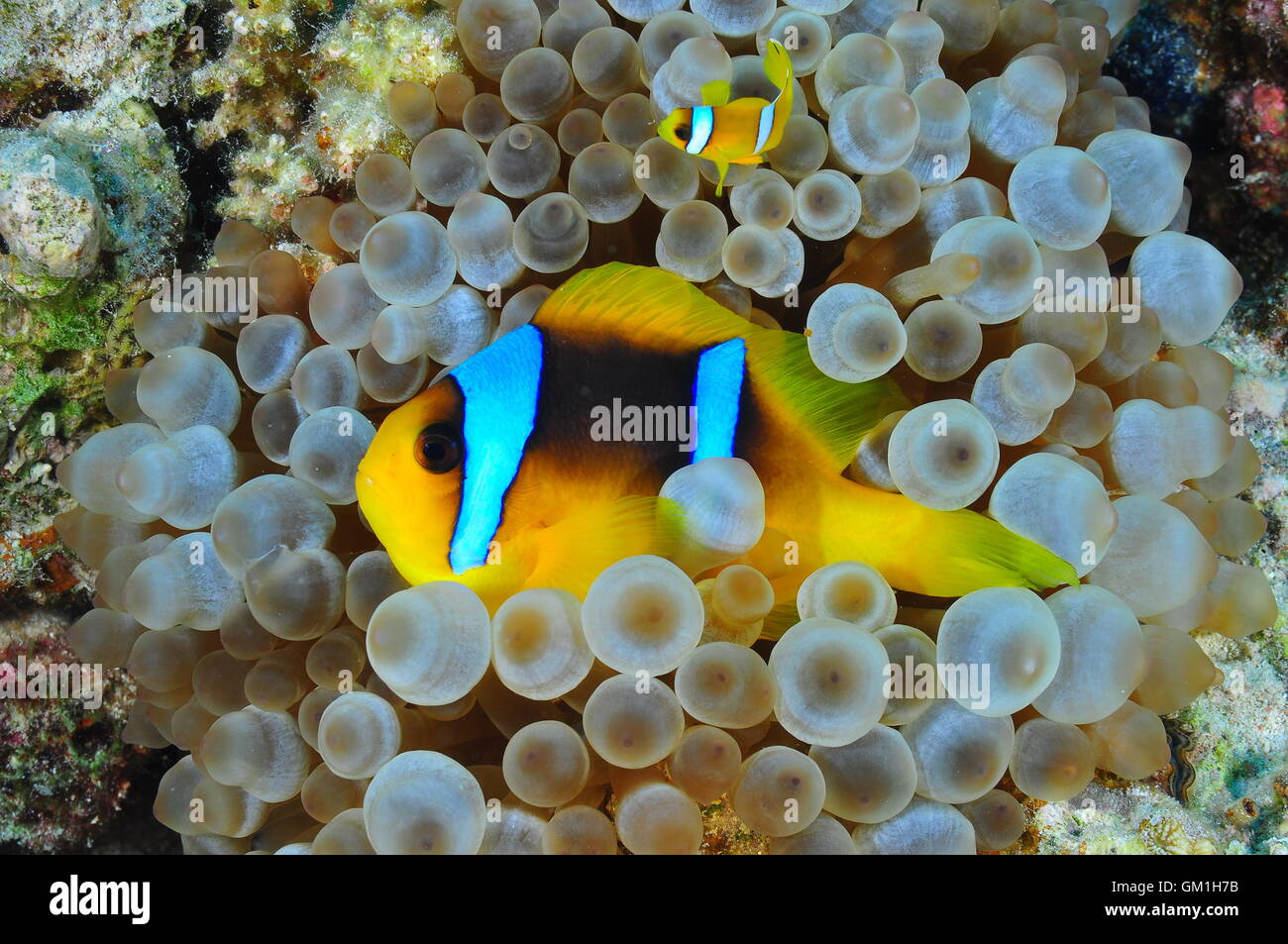 Clownfish Babies