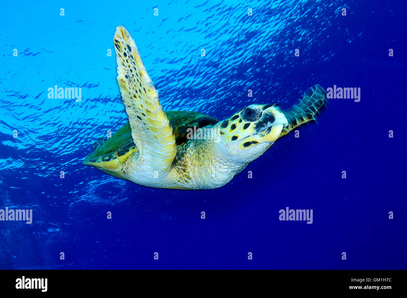 Red sea underwater turtle hi-res stock photography and images - Alamy
