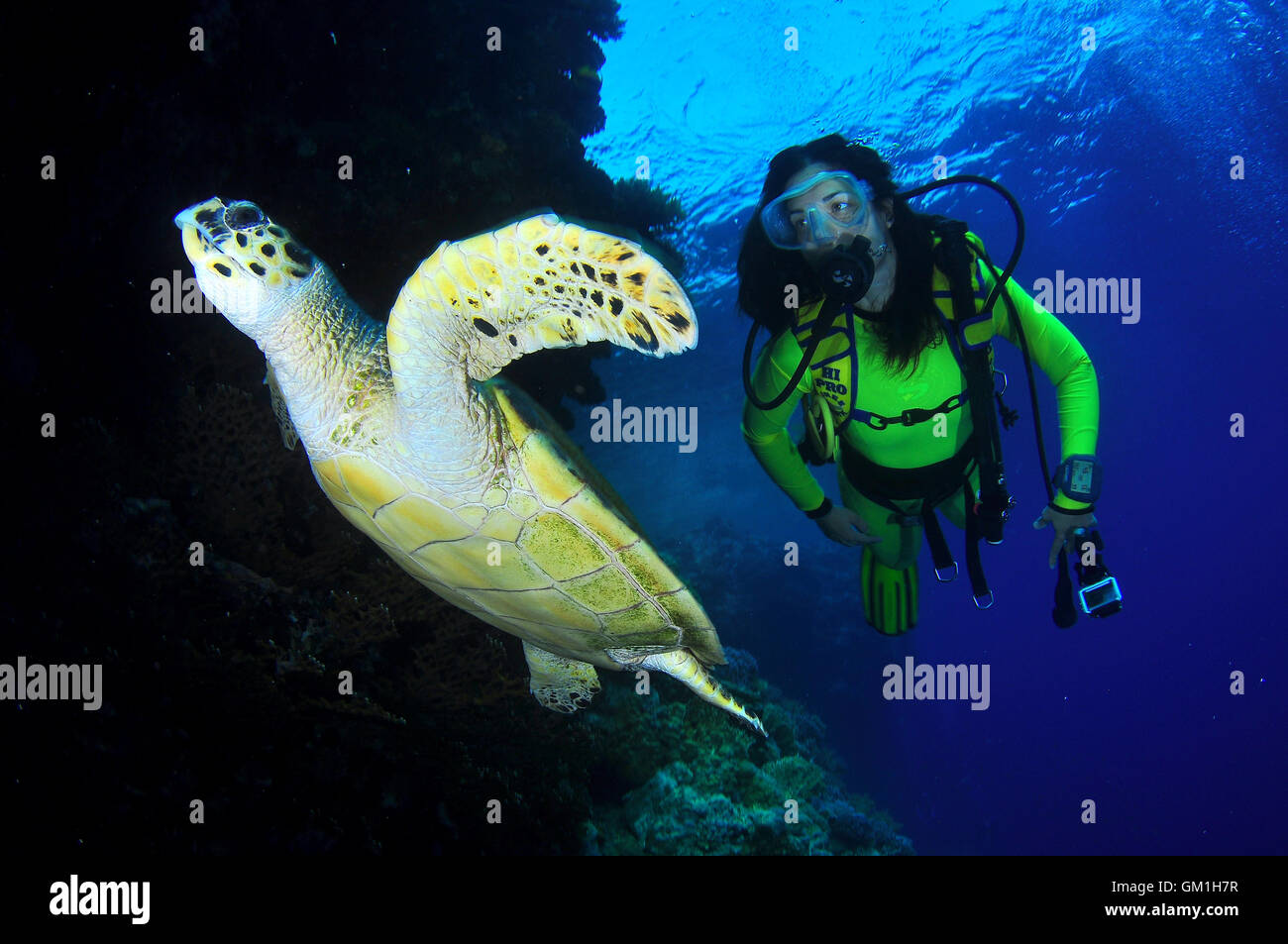 A diver and a turtle in the red sea Stock Photo - Alamy
