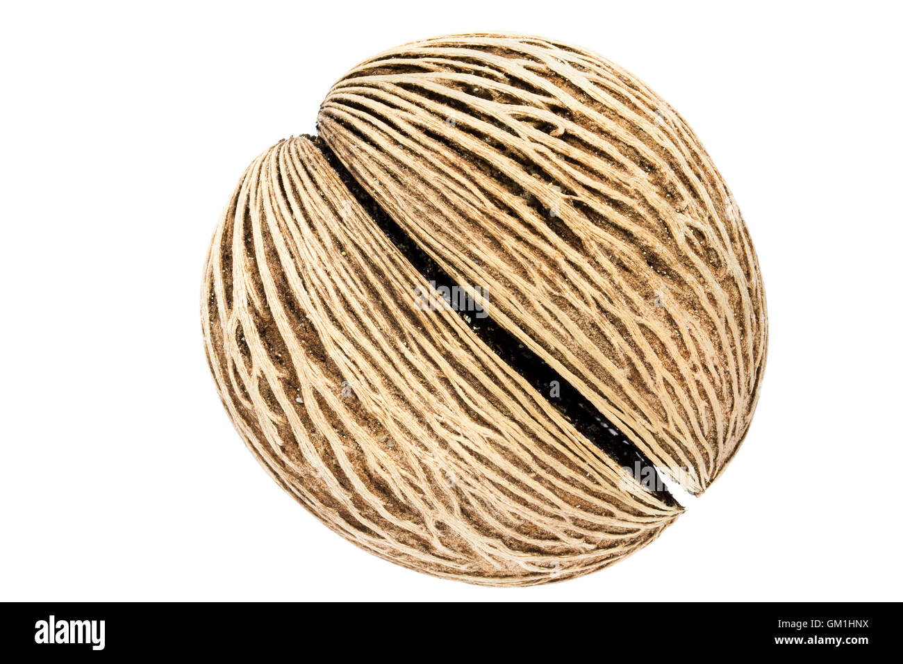 Seed of beach Cut Out Stock Images & Pictures - Alamy