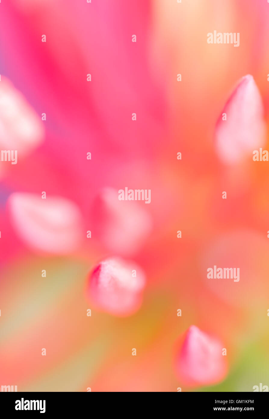 Macro of flower with narrow focus creates colorful abstract background ...