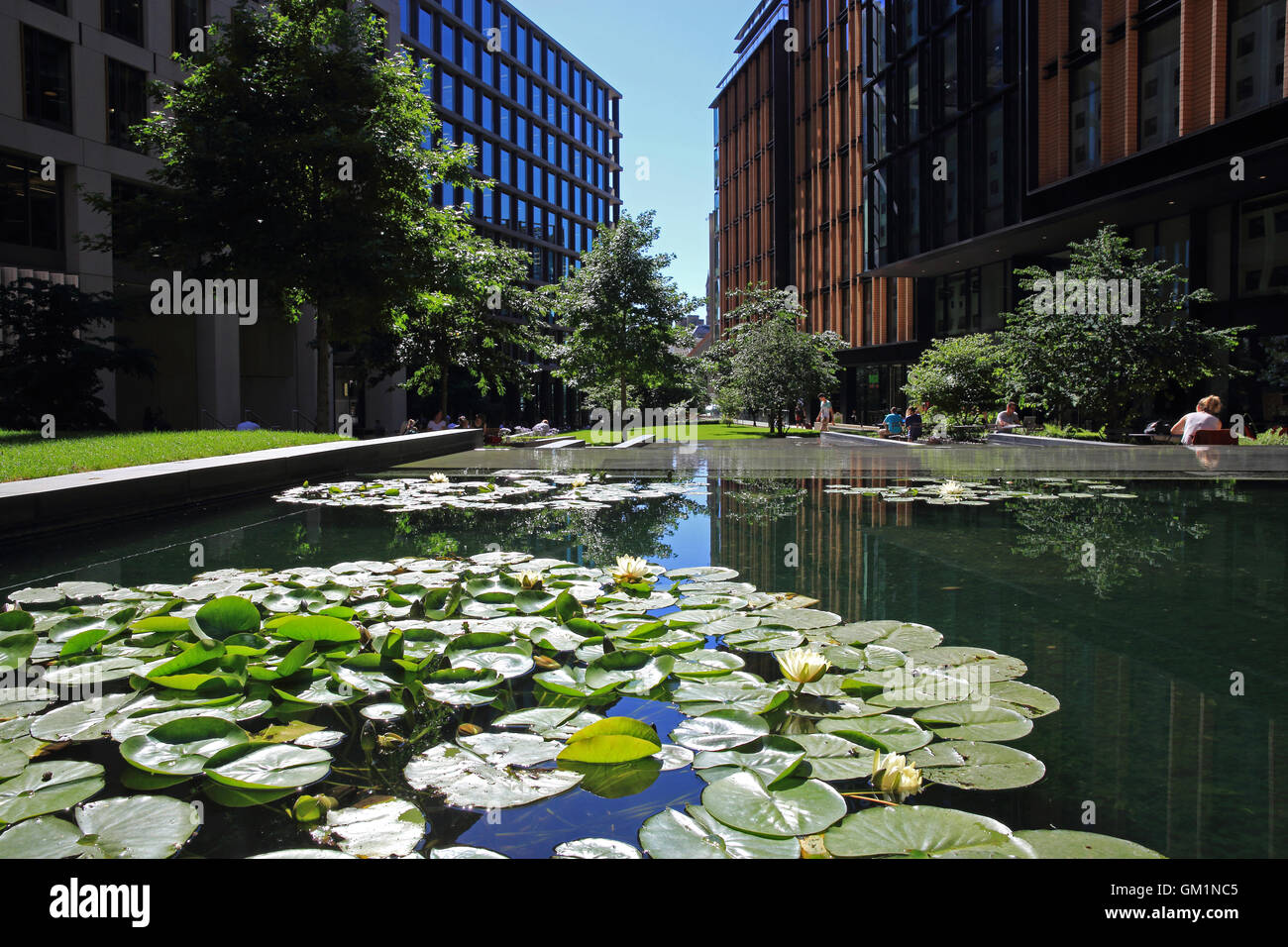 Water lilies in Pancras Square amidst the new offices, at Kings Cross ...