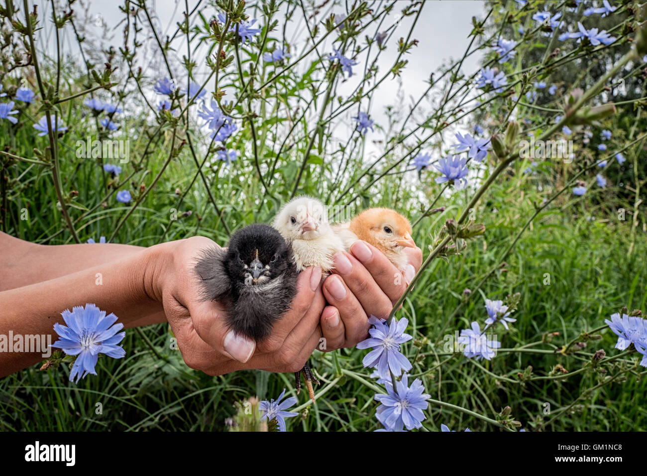 Different colored chickens in human's hands Stock Photo - Alamy