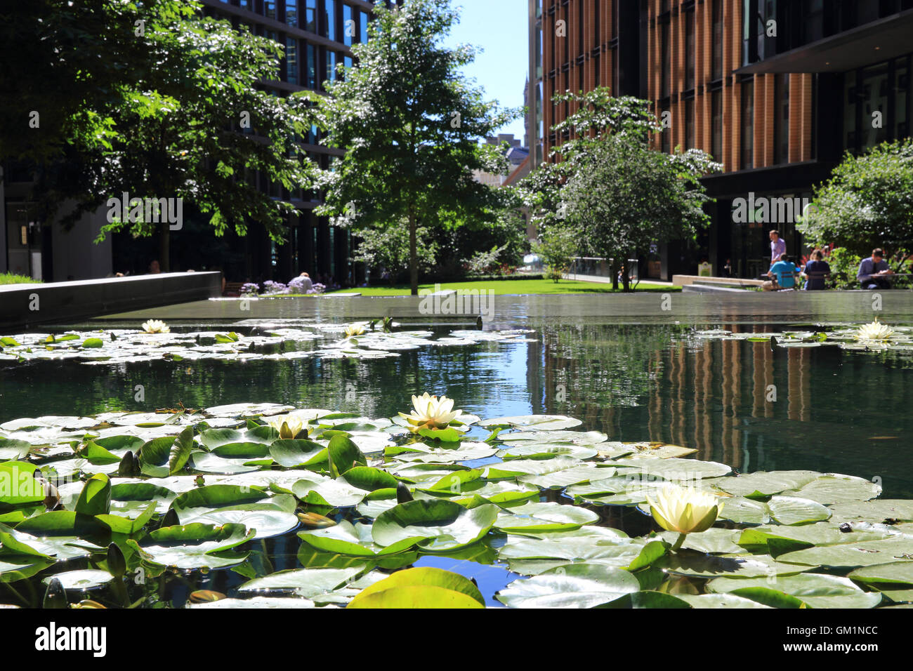 Water lilies in Pancras Square amidst the new offices, at Kings Cross ...