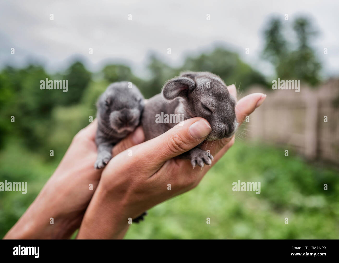 Little cute rabbits in human's hands Stock Photo - Alamy