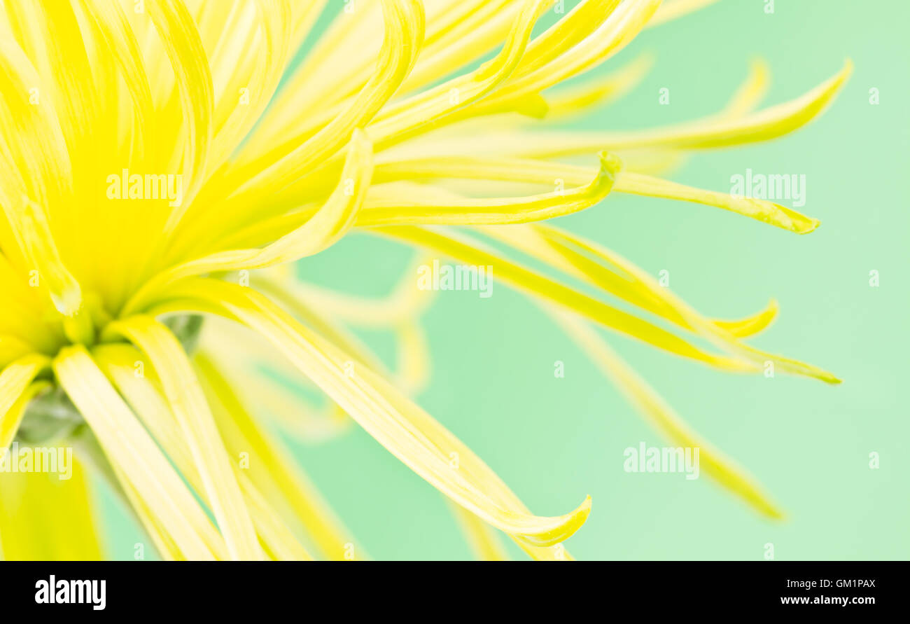 close up of yellow spider mum flower against retro seventies shade of ...