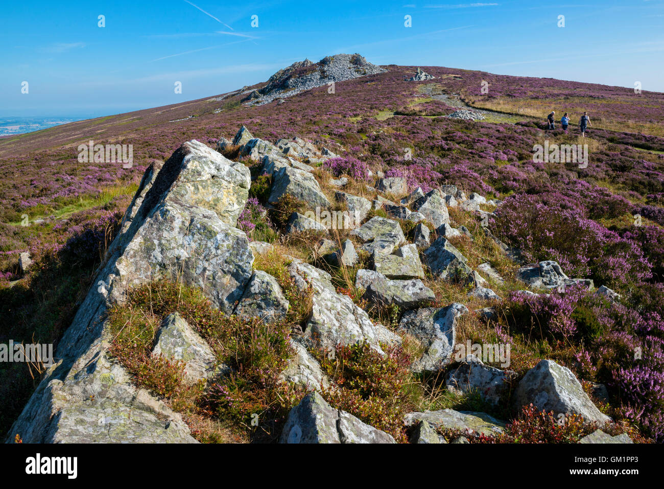 Purple heather and quartzite rock on the Stiperstones with walkers ...