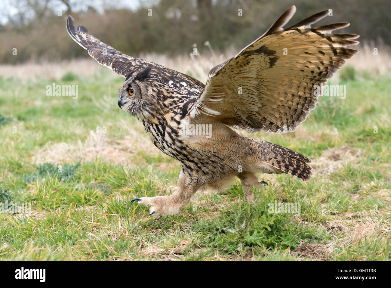 An eagle owl running across the ground with its wings out at the Barn ...