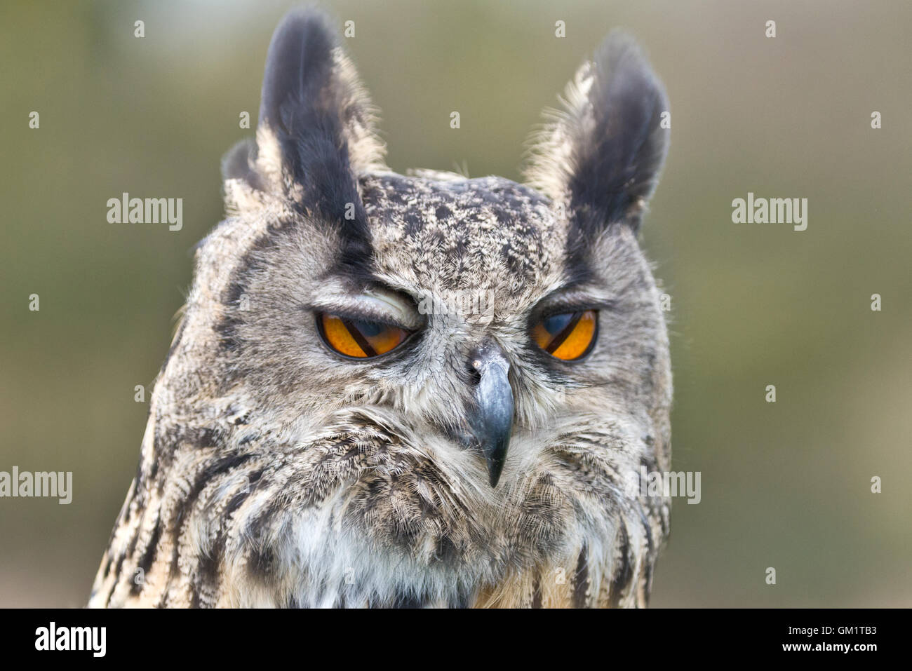 Close up front on head shot of an eagle owl at the Barn Owl Centre of ...