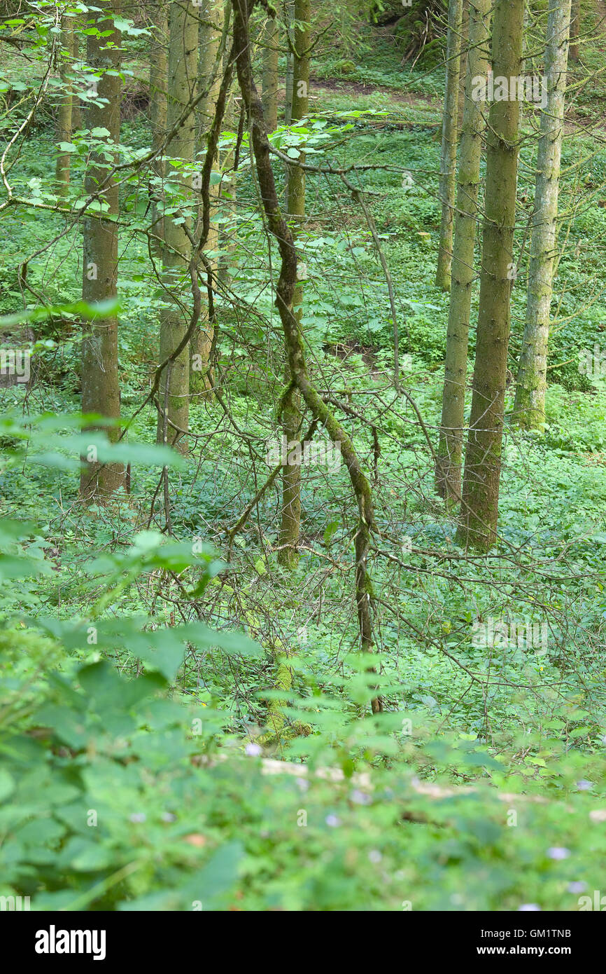Forrest in Germany Stock Photo - Alamy