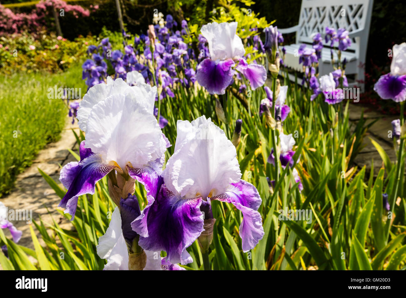 Bearded irises hi-res stock photography and images - Alamy