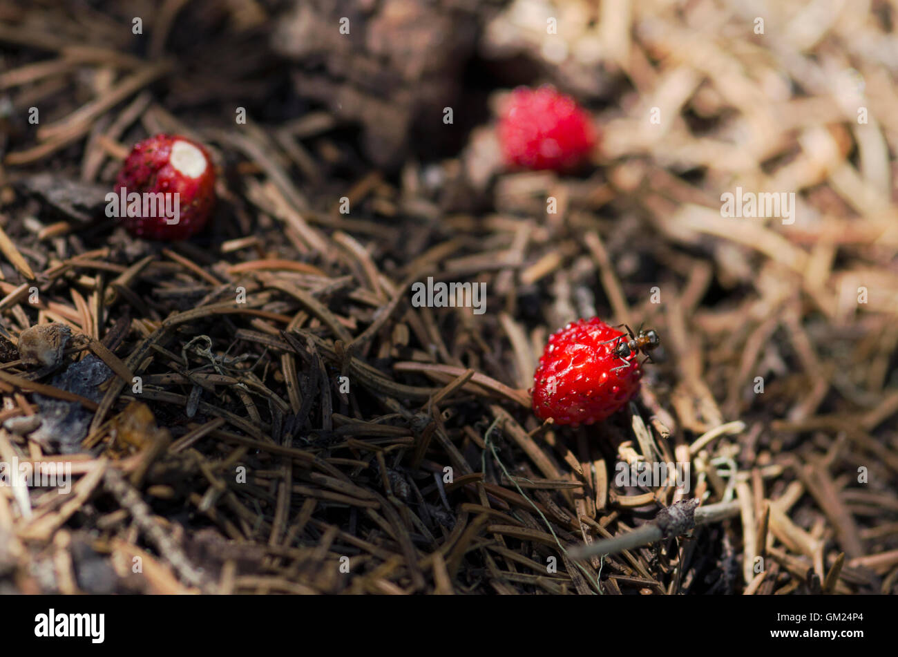 Queen ant and egg hi-res stock photography and images - Alamy