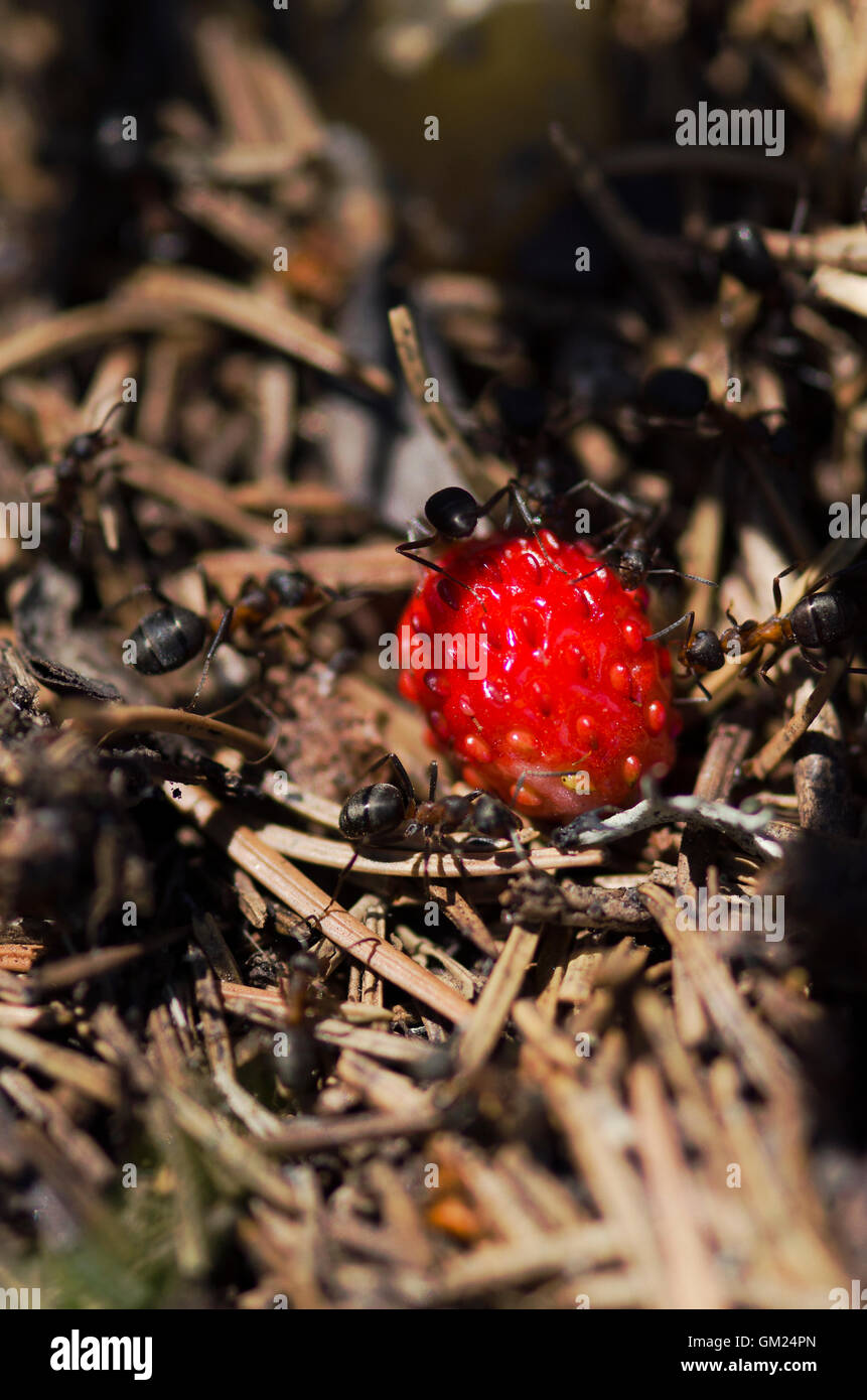 Formicary hi-res stock photography and images - Alamy