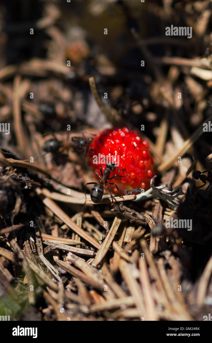 Strawberry soldiers hi-res stock photography and images - Alamy