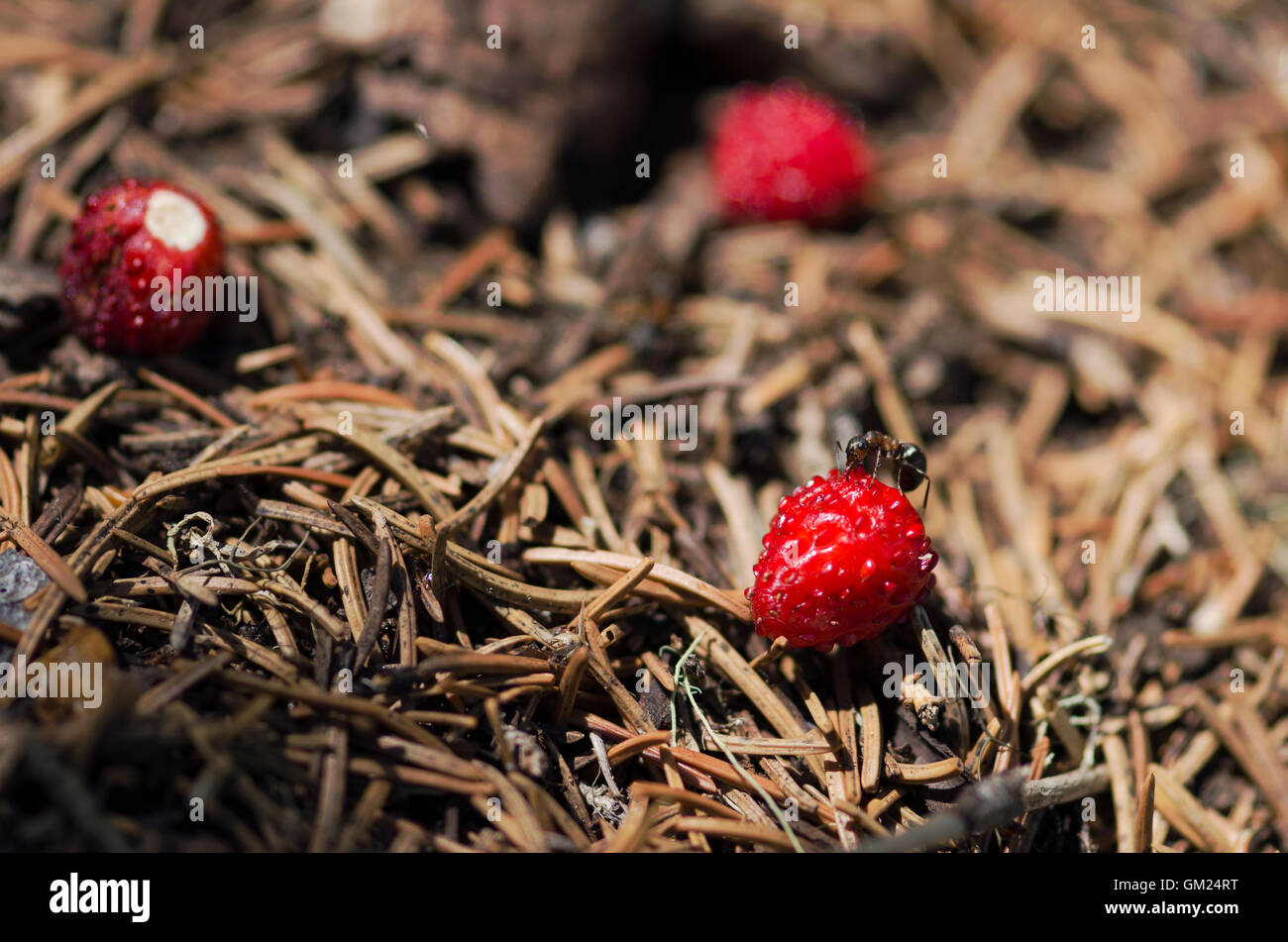 One ant testing wild strawberry in an anthill Stock Photo - Alamy
