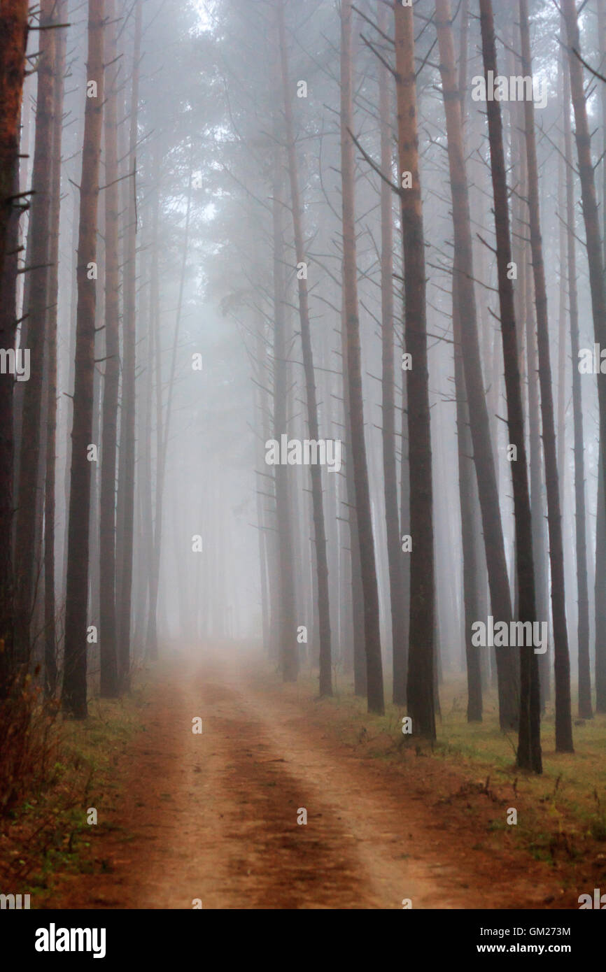 Trees in fog Stock Photo - Alamy