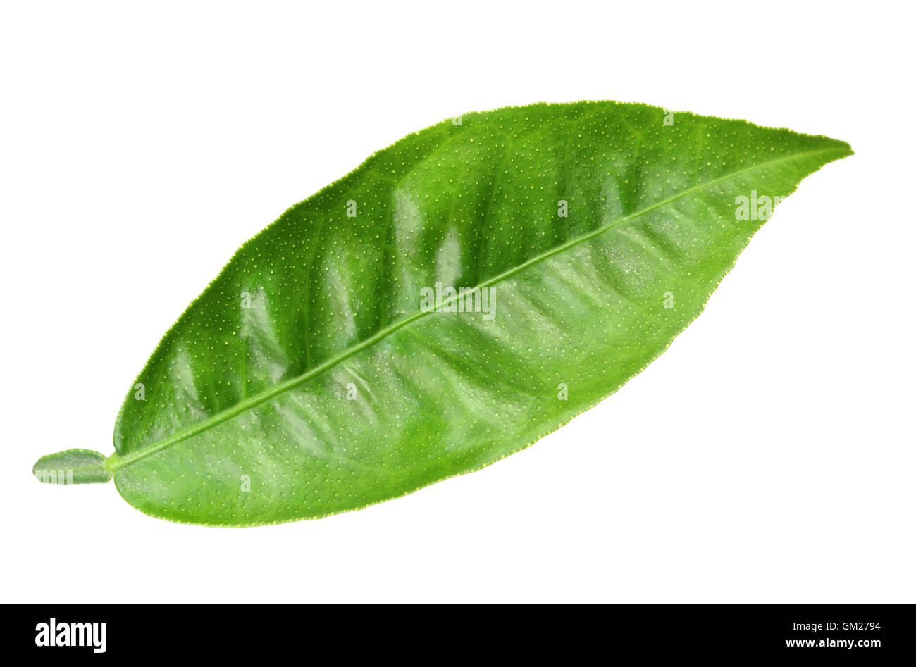 Green leaf of citrus-tree Stock Photo - Alamy