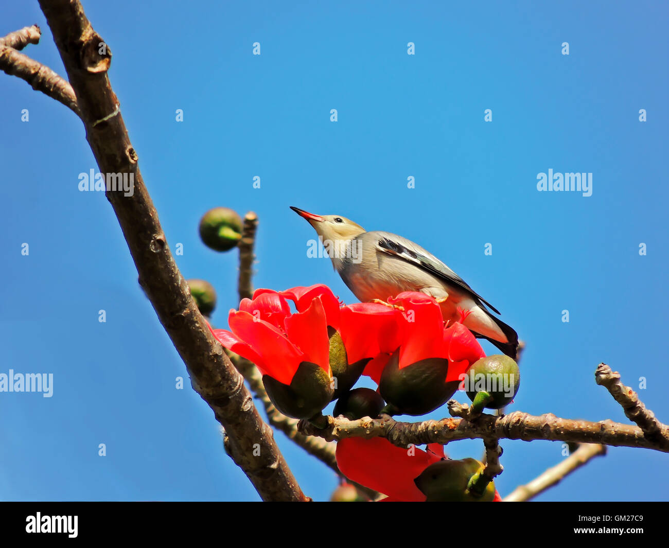 The Kapok and birds Stock Photo - Alamy