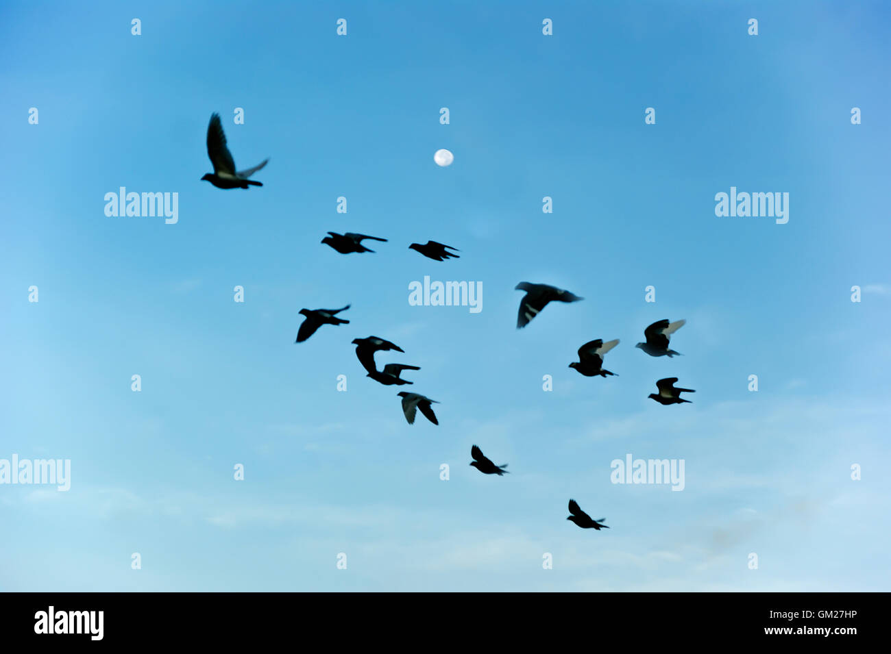 Background image of blue sky and flying birds Stock Photo - Alamy
