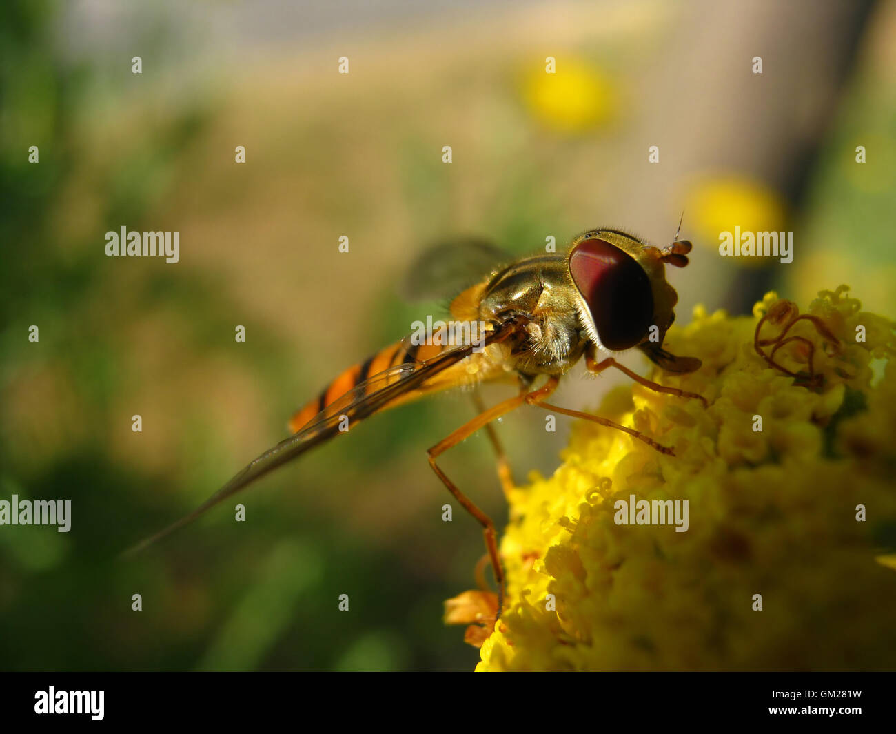 Hain hoverfly hi-res stock photography and images - Alamy