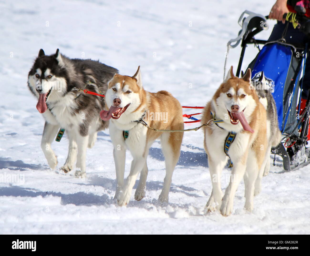 A husky sled dog team at work Stock Photo - Alamy